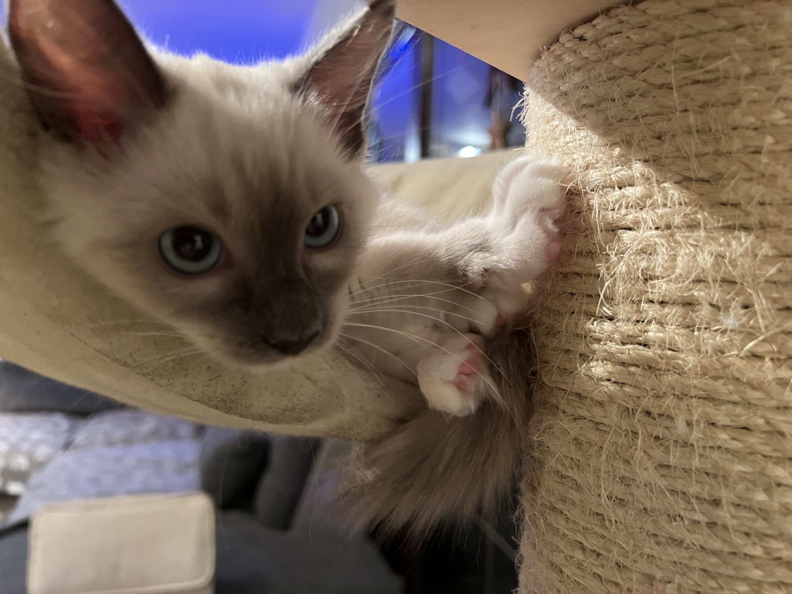 Marie von den Saaleteufeln – Ragdolls von Rasephas